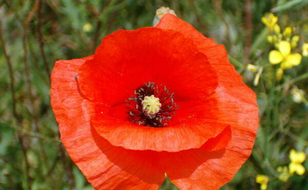 Welcome to Pendleside Hospice